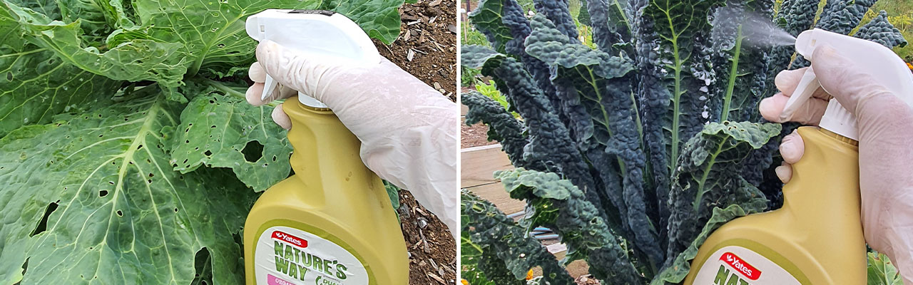 Protect your vegetable crops from pests | Mitre 10