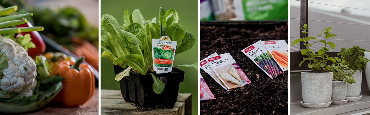 Winter gardening tips & tricks | Mitre 10