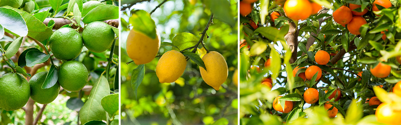 Success with citrus plus top 5 varieties for the home garden | Mitre 10