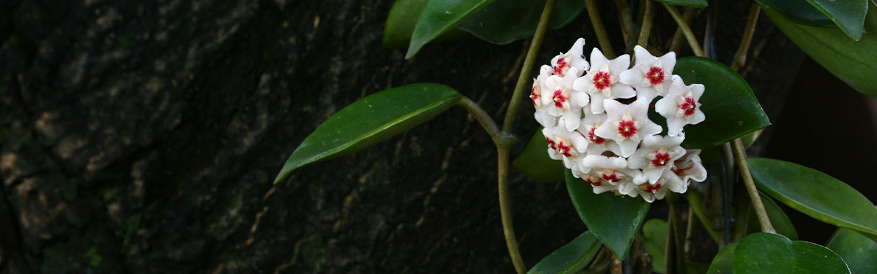 How to grow hoyas | Mitre 10