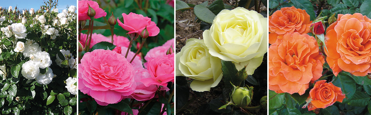 Winter rose care tips | Mitre 10