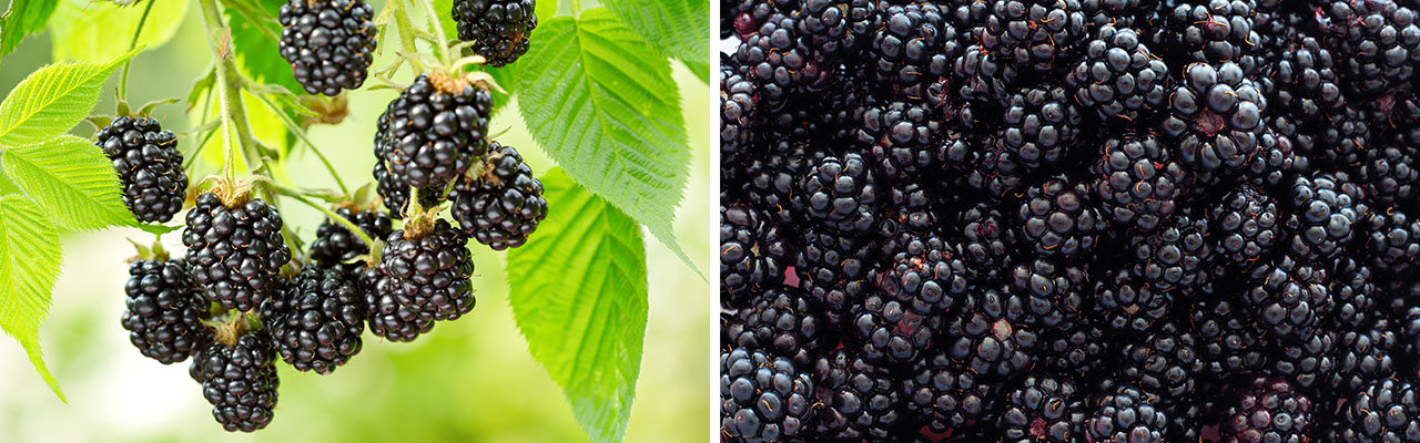 Our top five favourite berry fruit | Mitre 10