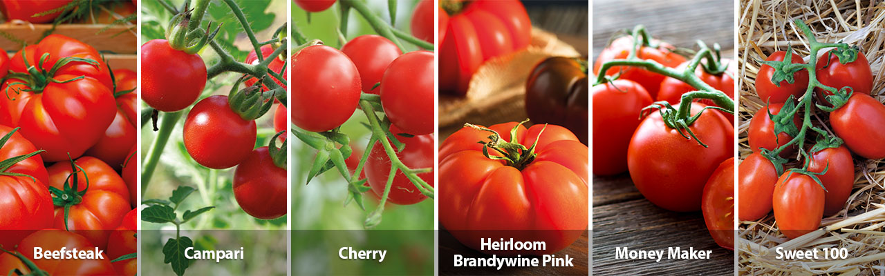 Grow the best tomatoes this season | Mitre 10