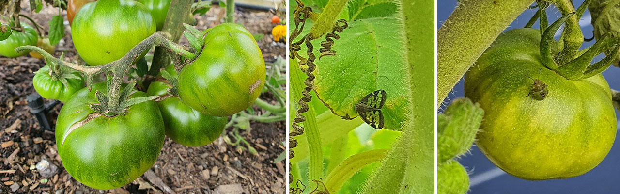 Top 5 summer tomato problems | Mitre 10