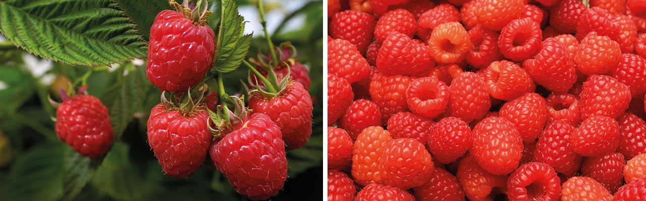 Our top five favourite berry fruit | Mitre 10