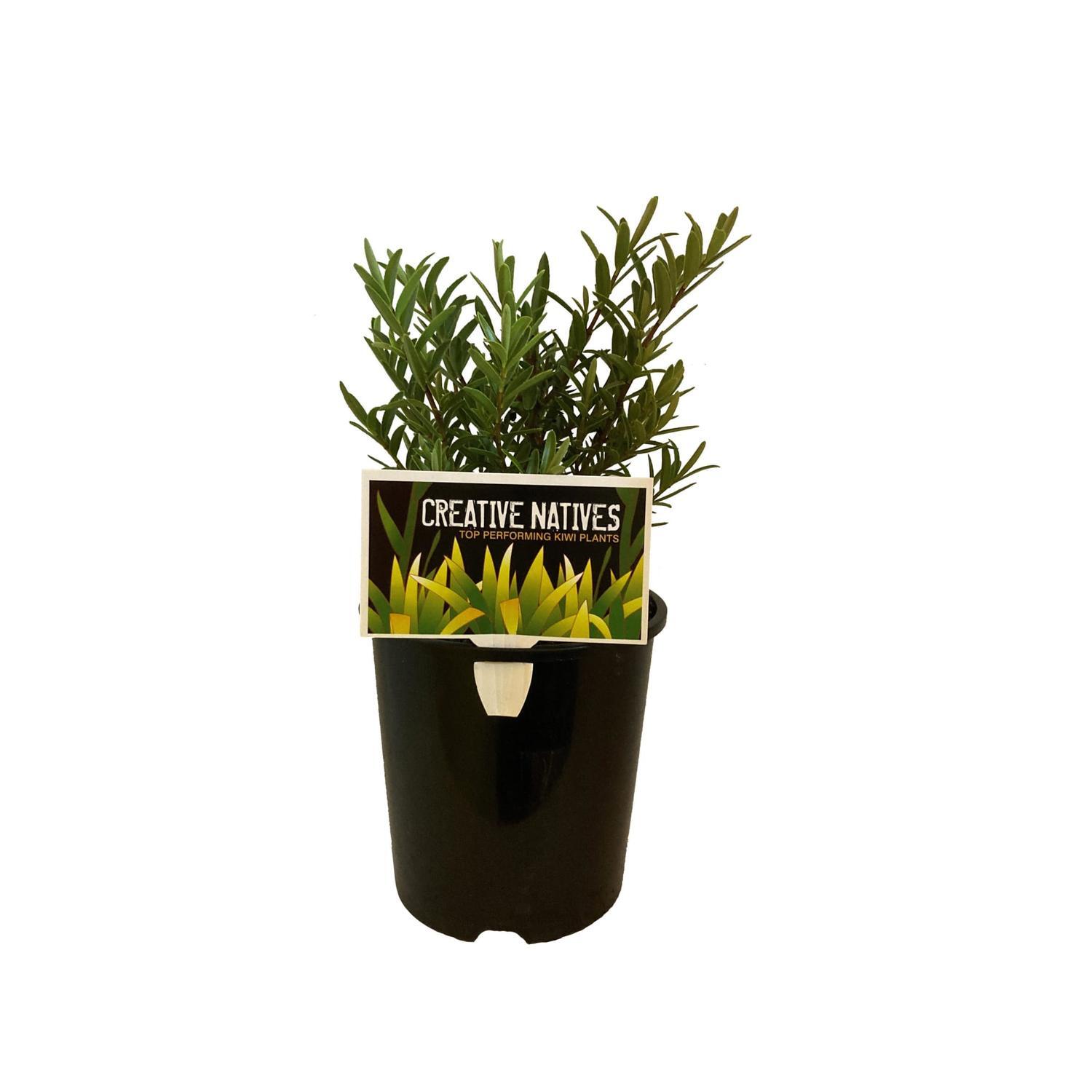Creative Natives | Hebe Otari Delight 1.9 litre | Mitre10