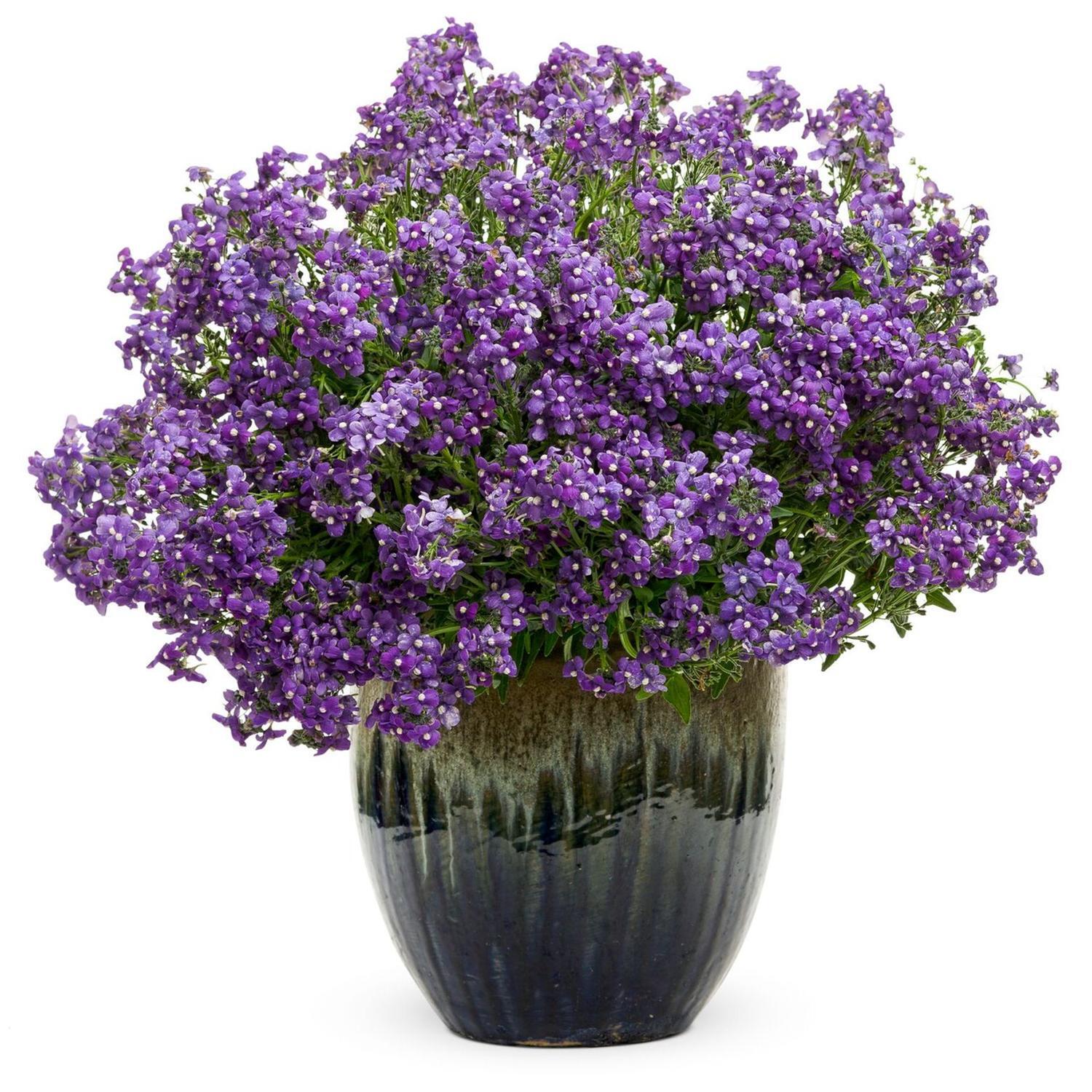 Proven Winners | Nemesia Bluebird 1 Litre | Mitre10