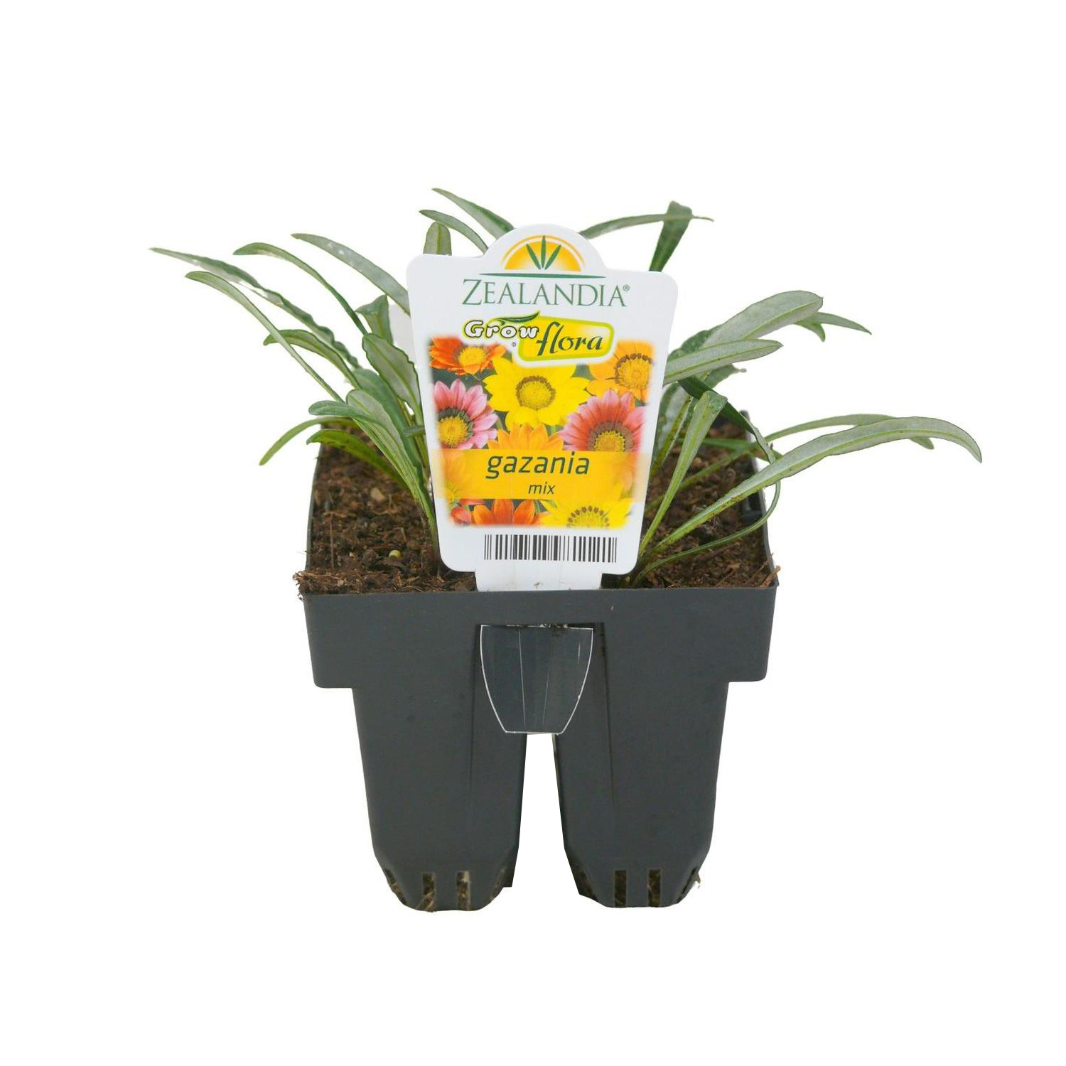 Growflora | Gazania Pack of 6 Mix | Mitre10