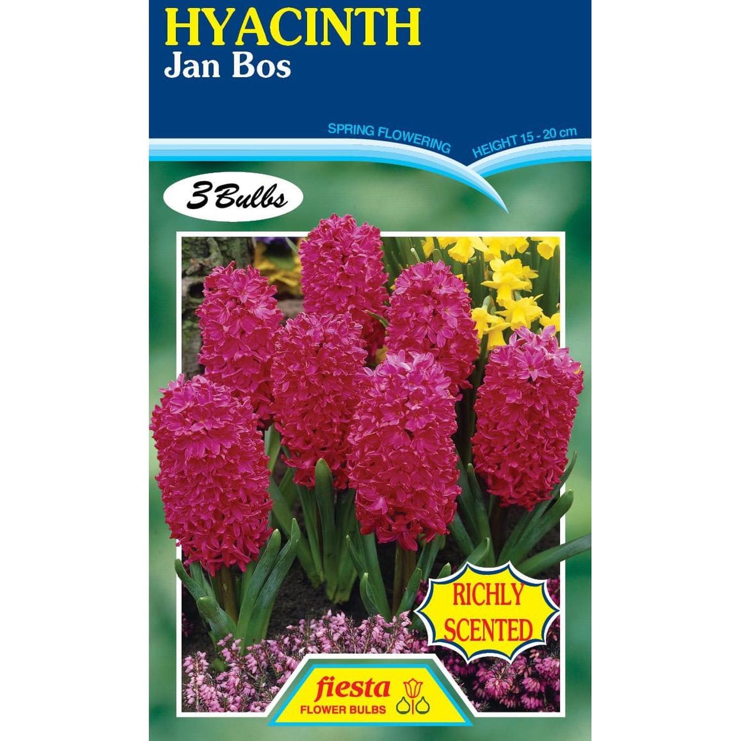 Fiesta | Hyacinth Jan Bos 3 Pack | Mitre10