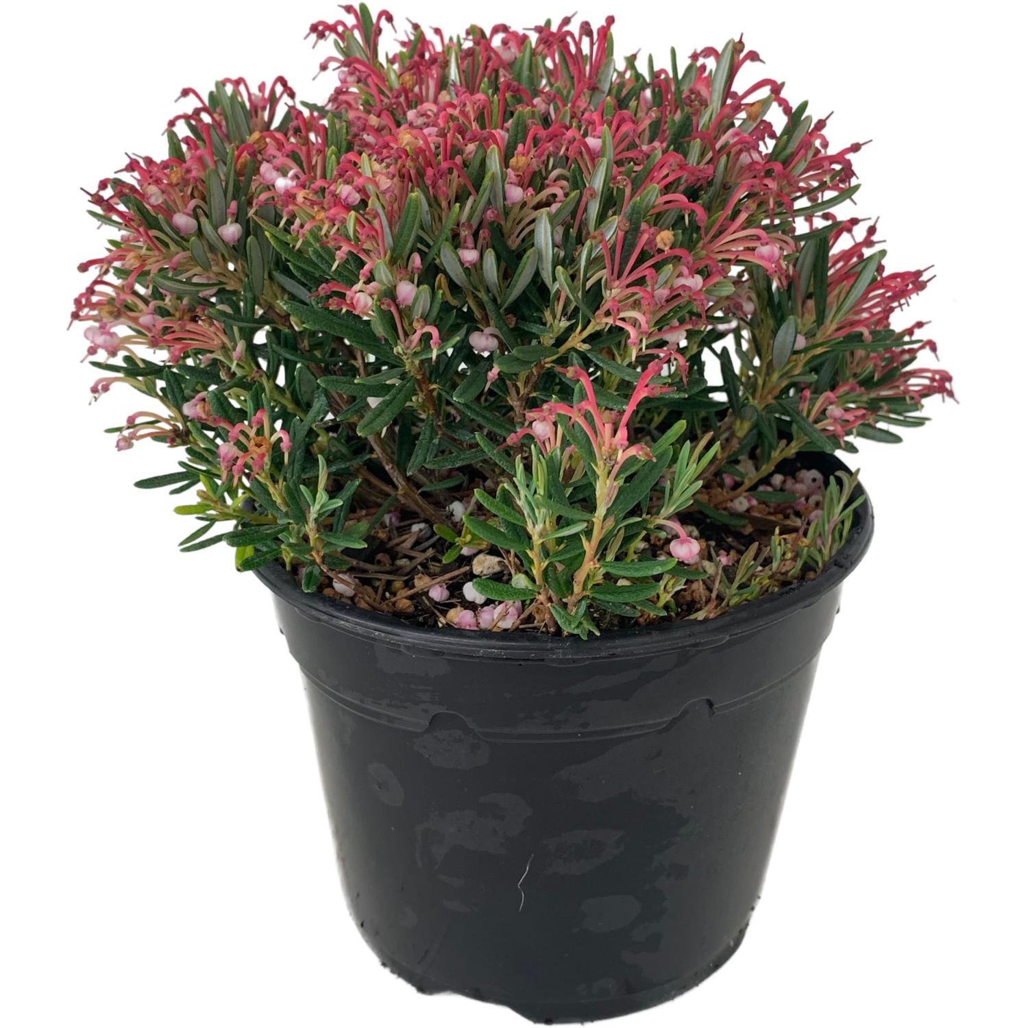 Andromeda Polifolia Compacta | Shrubs Flowering