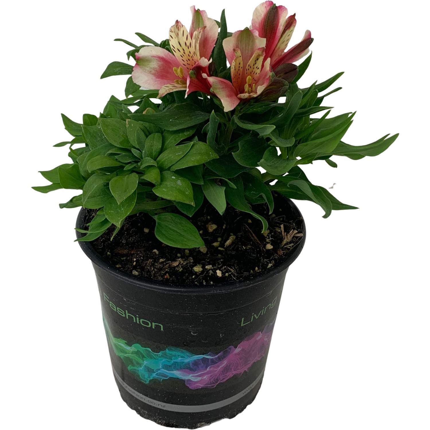 Inca | Alstroemeria Inca Sweety 2.5 Litre Cream/Pink | Mitre10