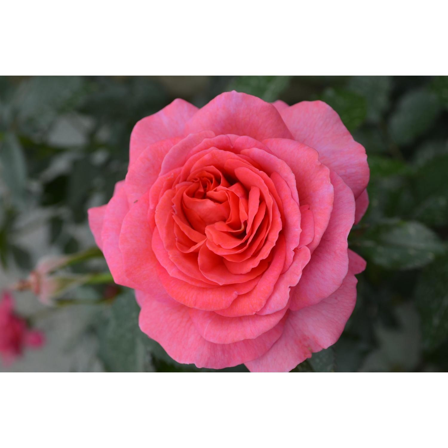 Rose Truly Special 6L | Bush Roses