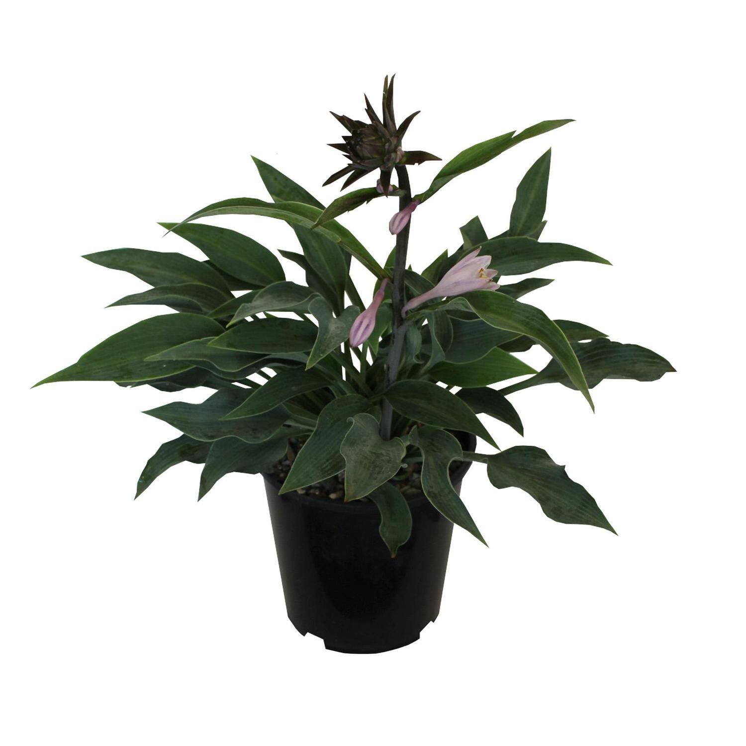 Hosta Salute 2 Litre | Mitre10