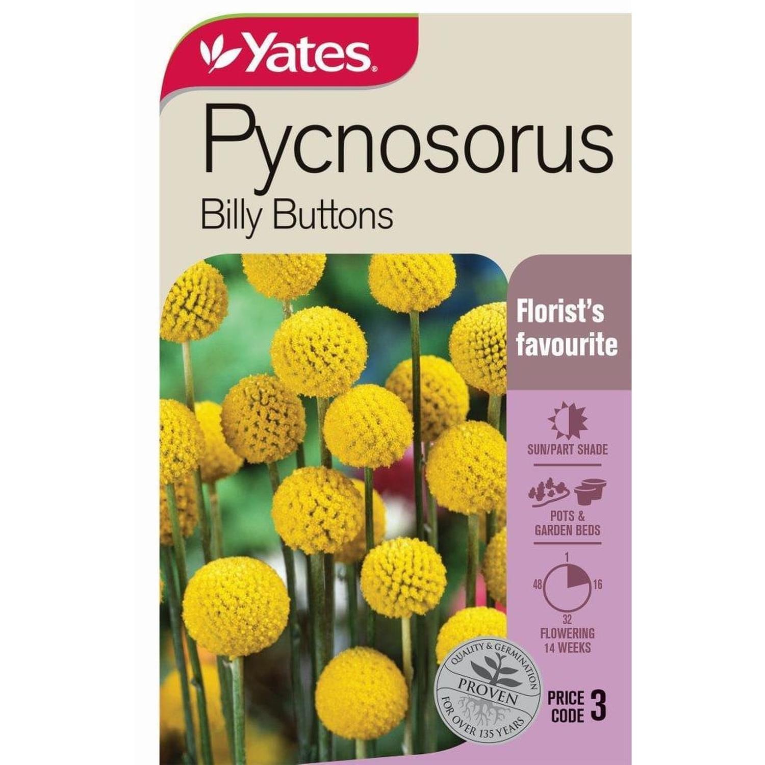Pycnosorus 'Billy Buttons' | Flower Seeds