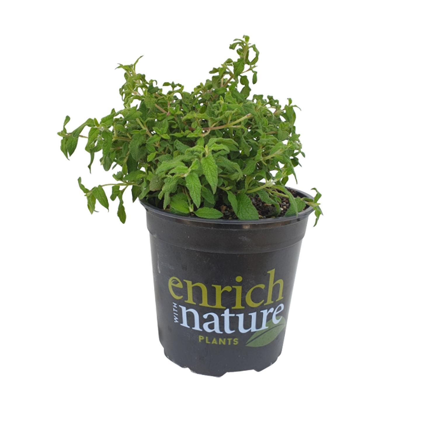 Enrich with Nature | Cistus Snowmound 2.5 litre White | Mitre10