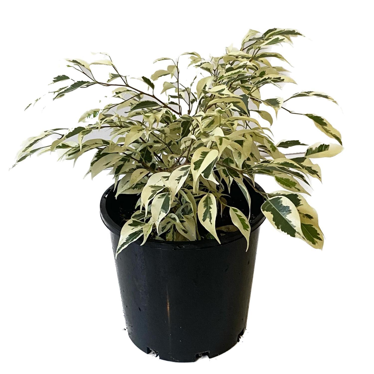 Ficus Starlight 20cm | Mitre10