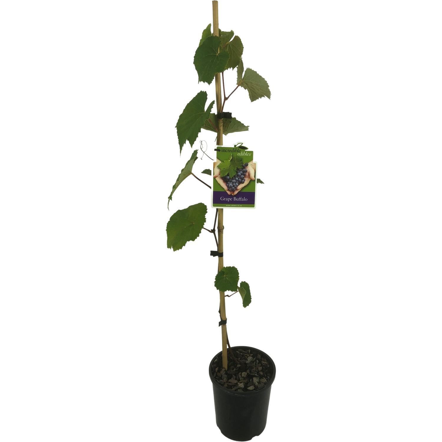 Grape Buffalo | Berries & Soft Fruit