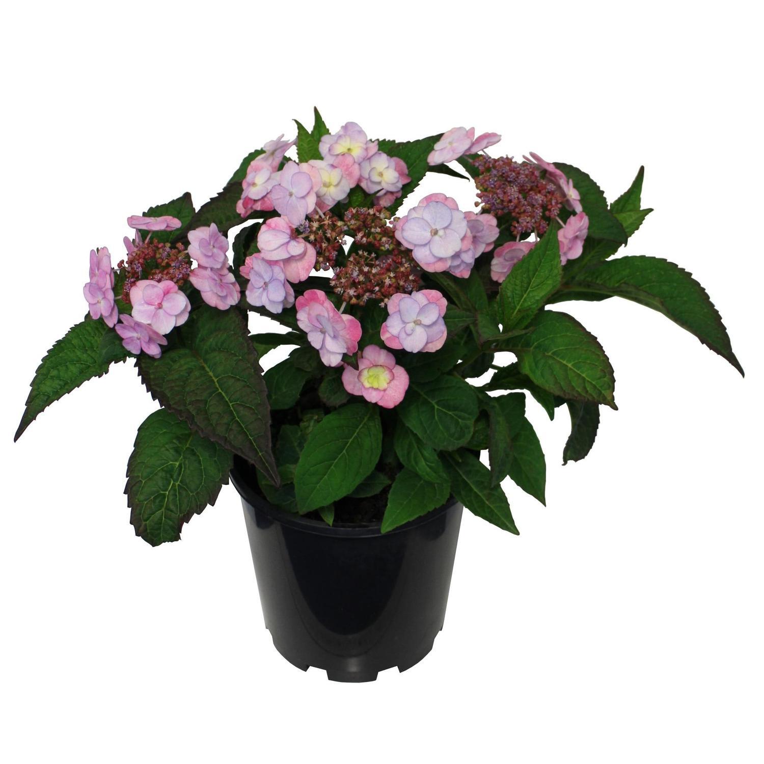 Hydrangea Summer Glow | Fruit Trees