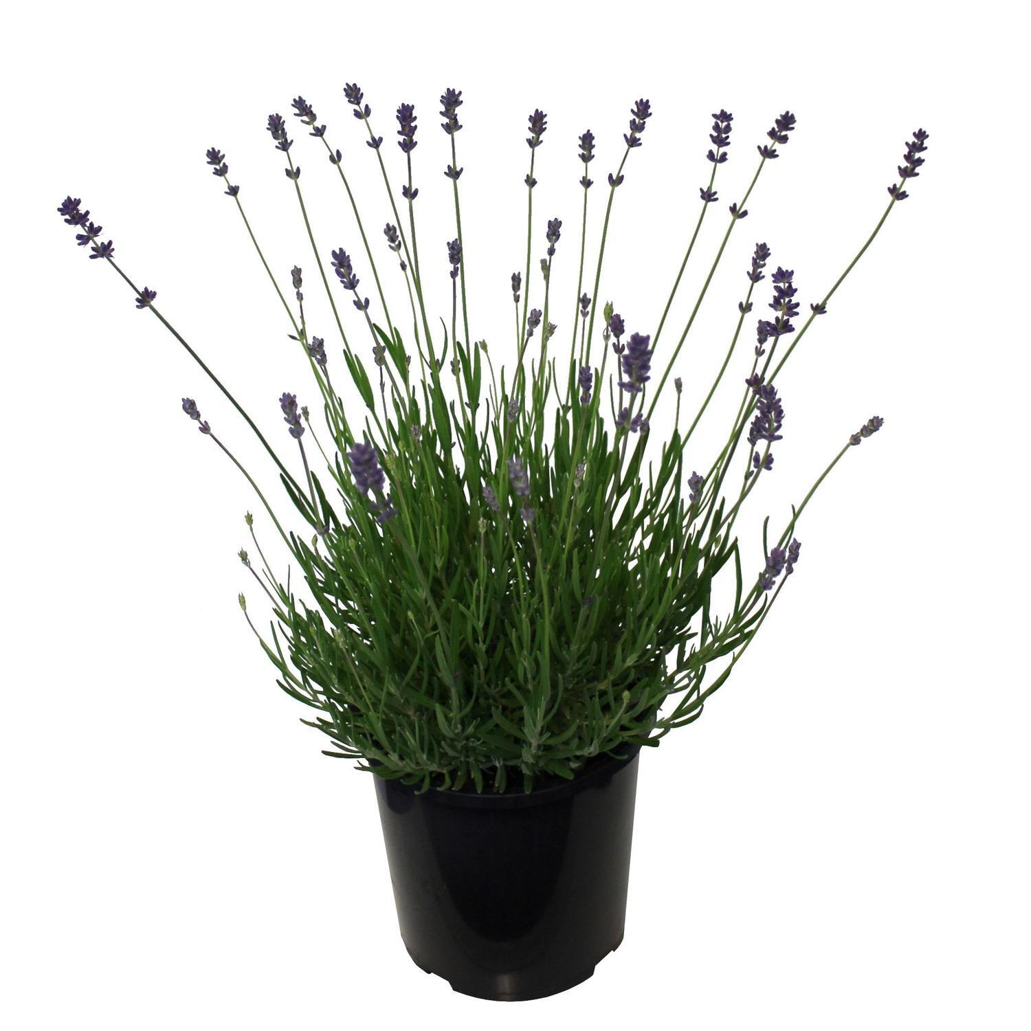 Lavender 'Foveaux Storm' 2.5 litre | Mitre10