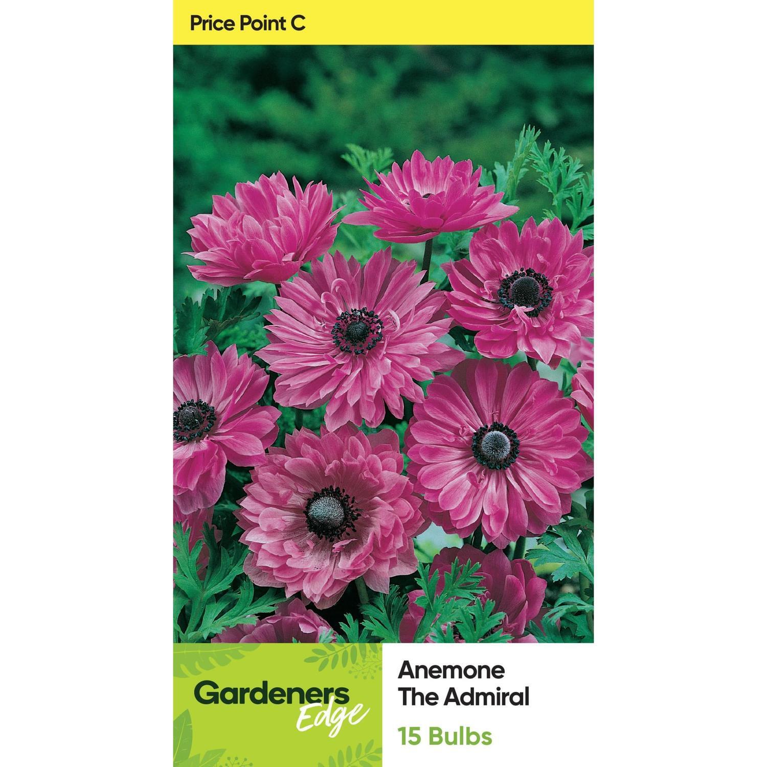 Gardeners Edge | Anemone Double 'The Admiral' Pack of 15 Pink | Mitre10