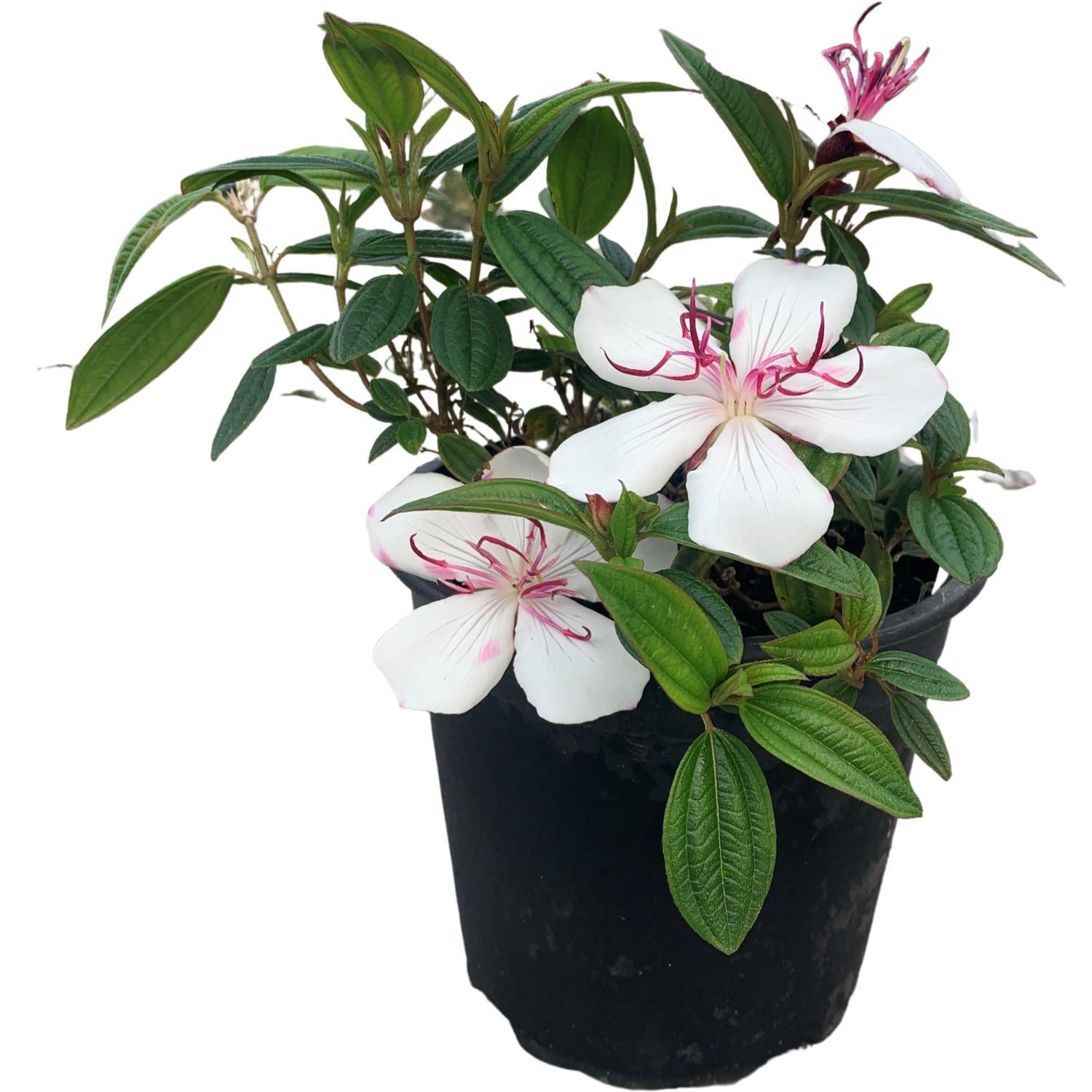Tibouchina Peace Baby | Shrubs Flowering