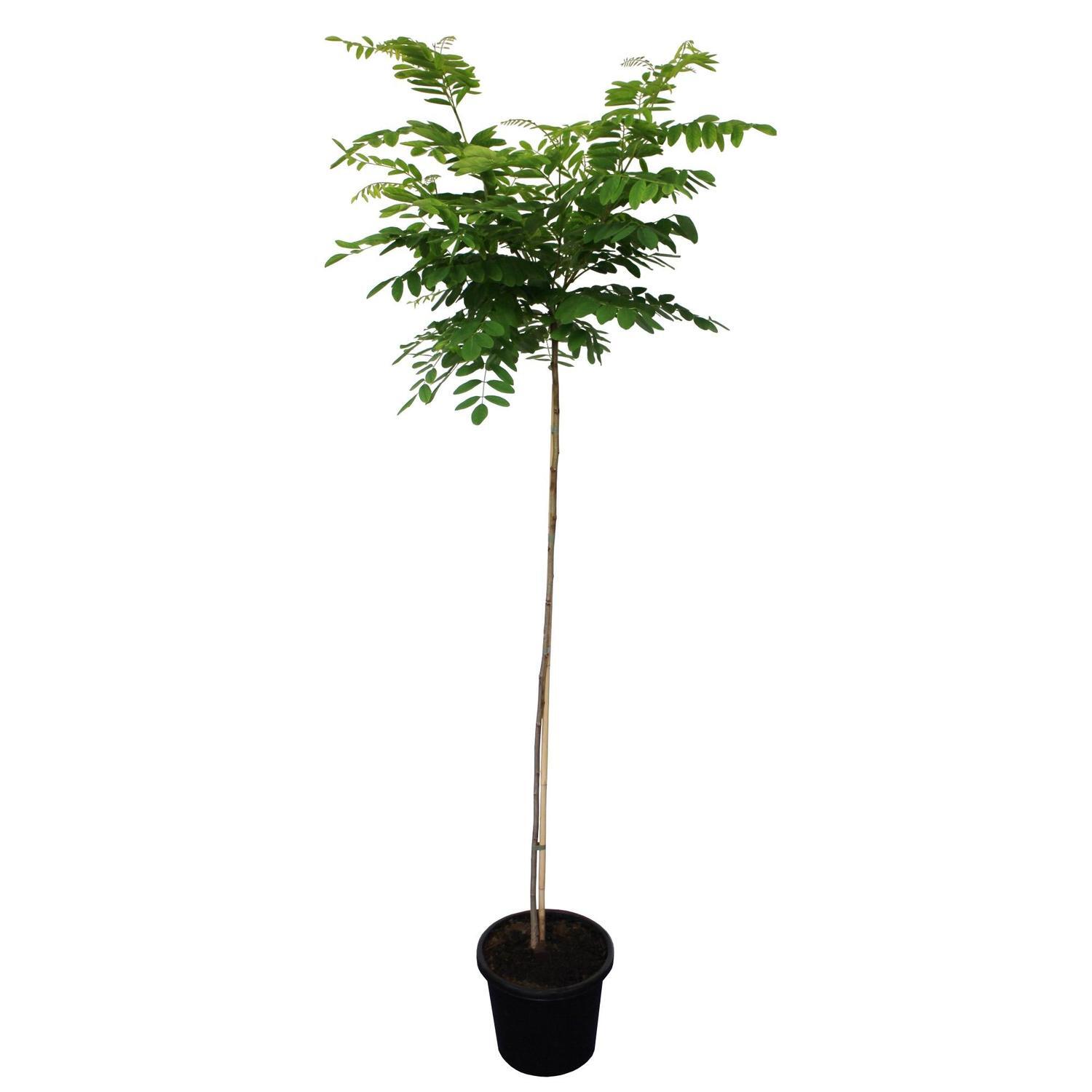 Robinia Lollipop Standard | Evergreen & Deciduous Trees