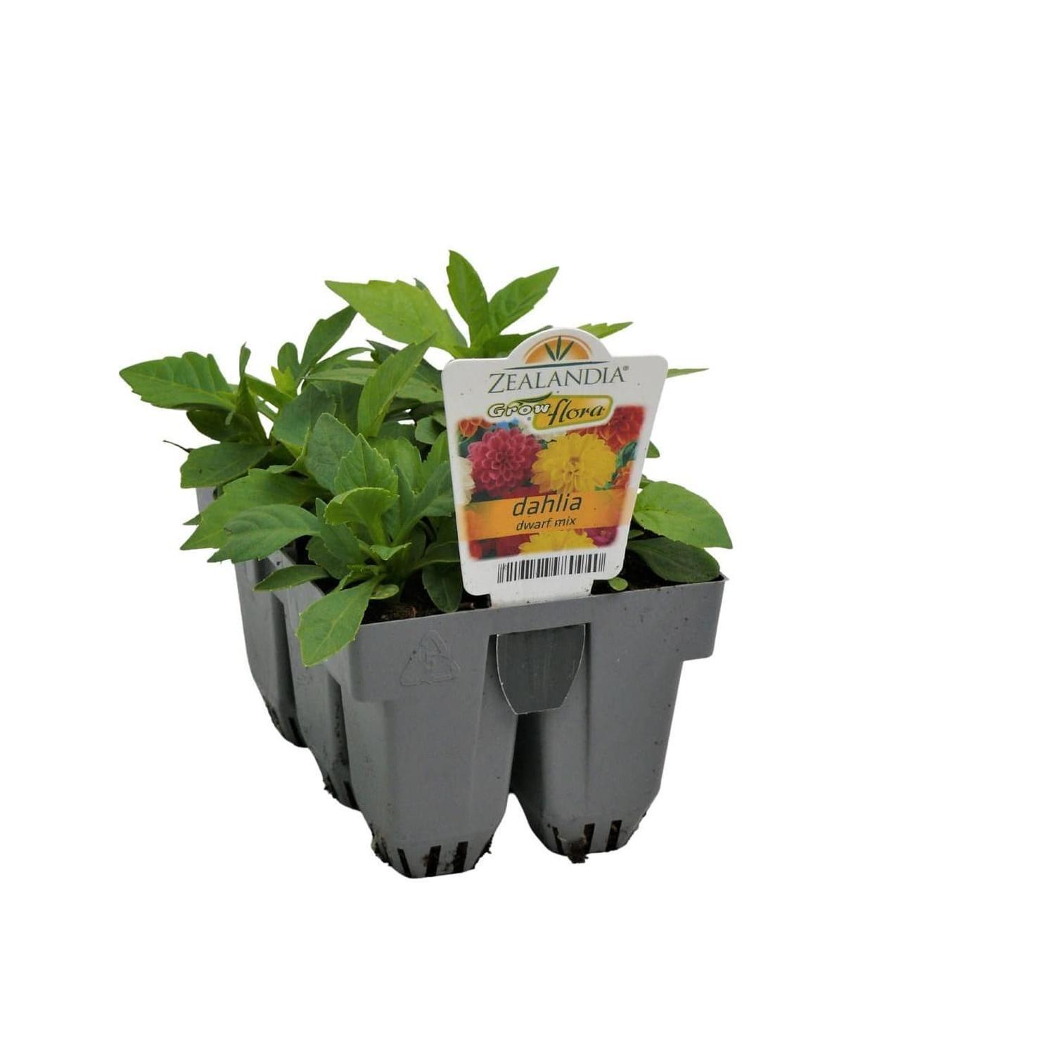 Growflora | Dahlia Red Skin Pack of 6 Mix | Mitre10