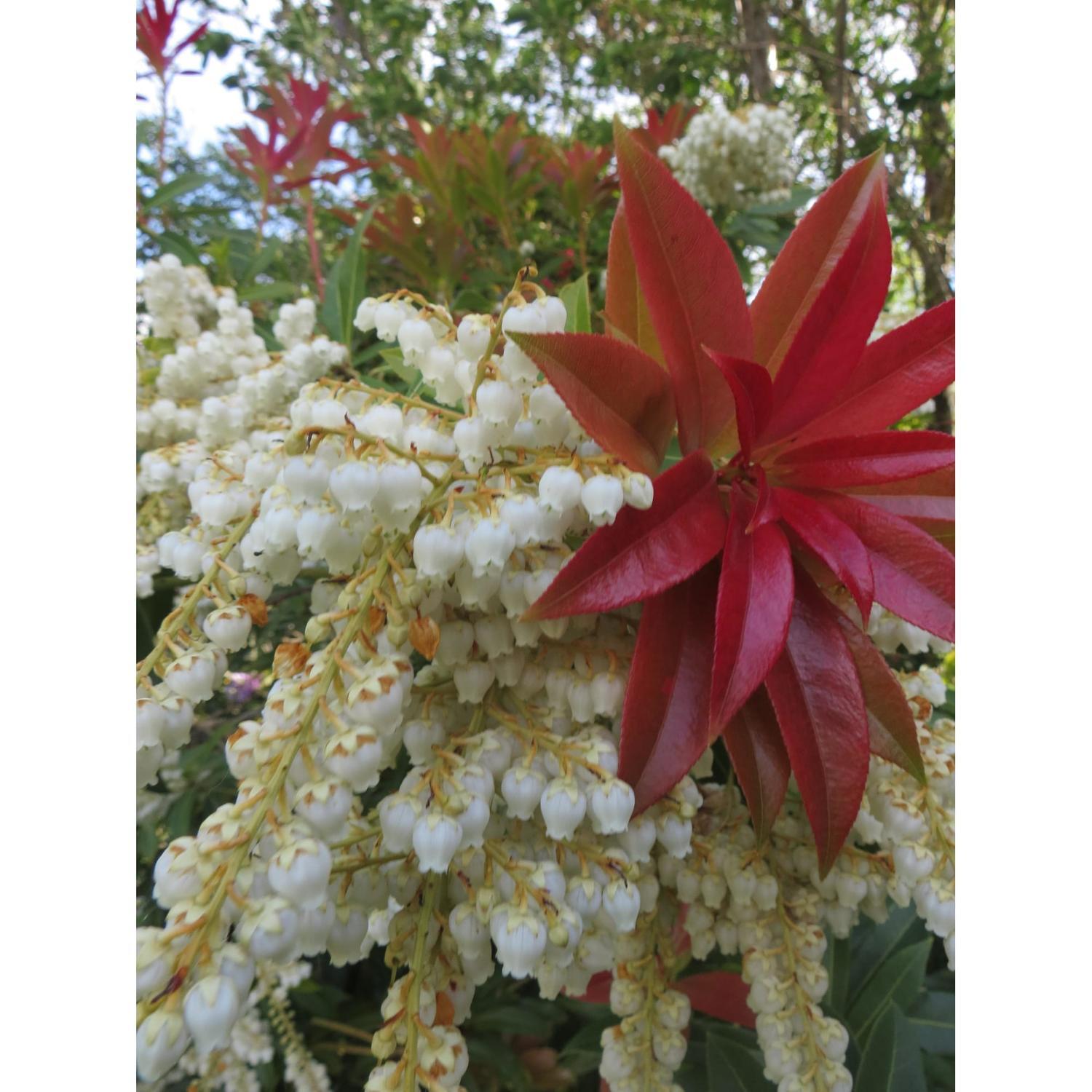 Pieris Lord Wakehurst 2.5 Litre | Mitre10