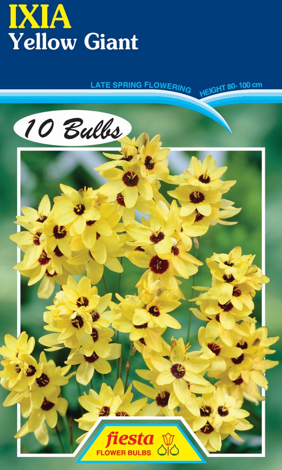 Fiesta | Ixia Yellow Giant 10 Pack | Mitre10