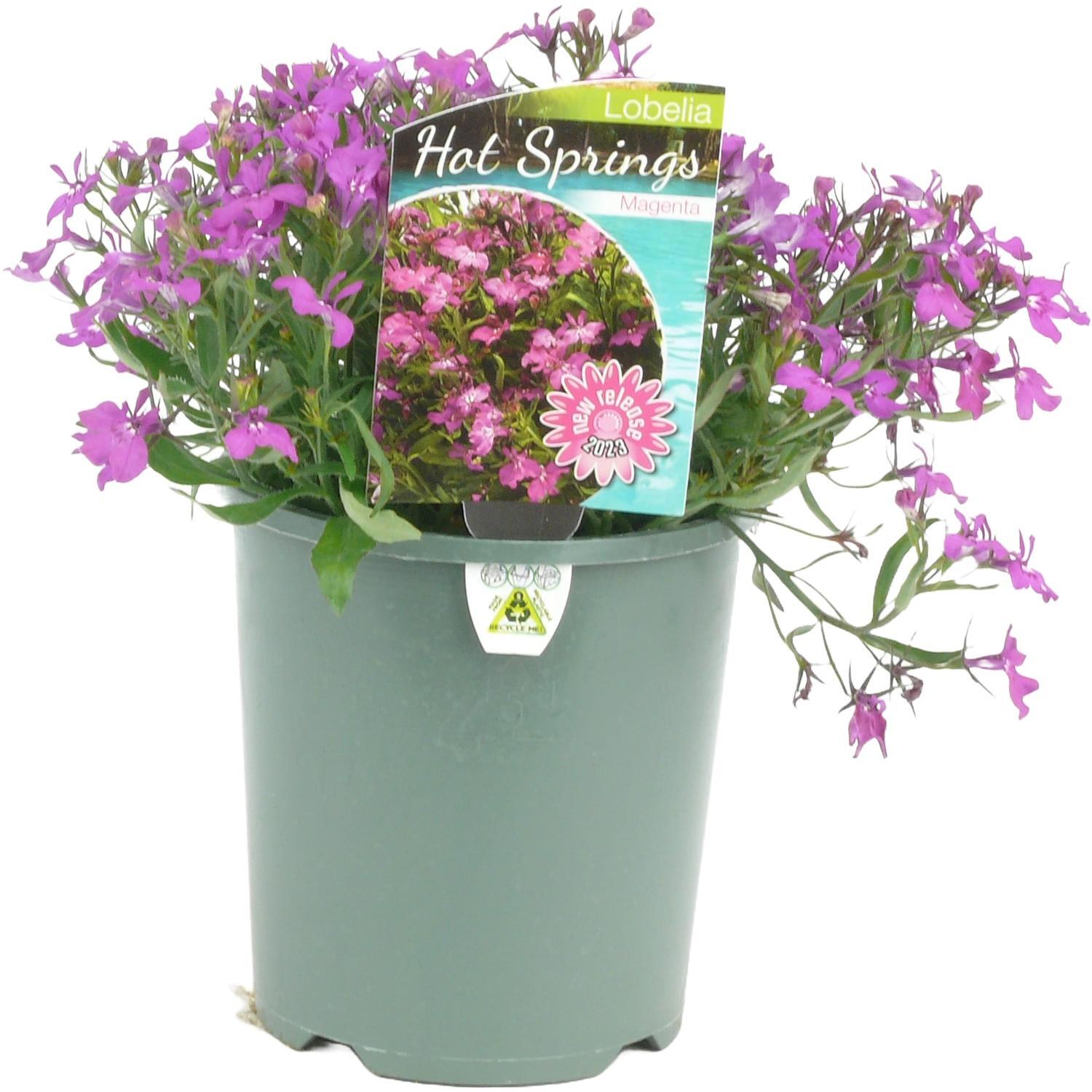 Lobelia Hot Springs Magenta | Spring & Summer Perennials