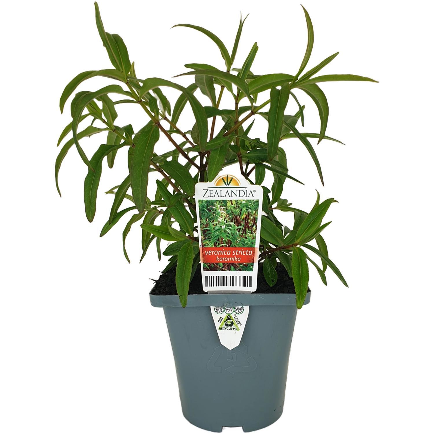 Koromiko | New Zealand Natives