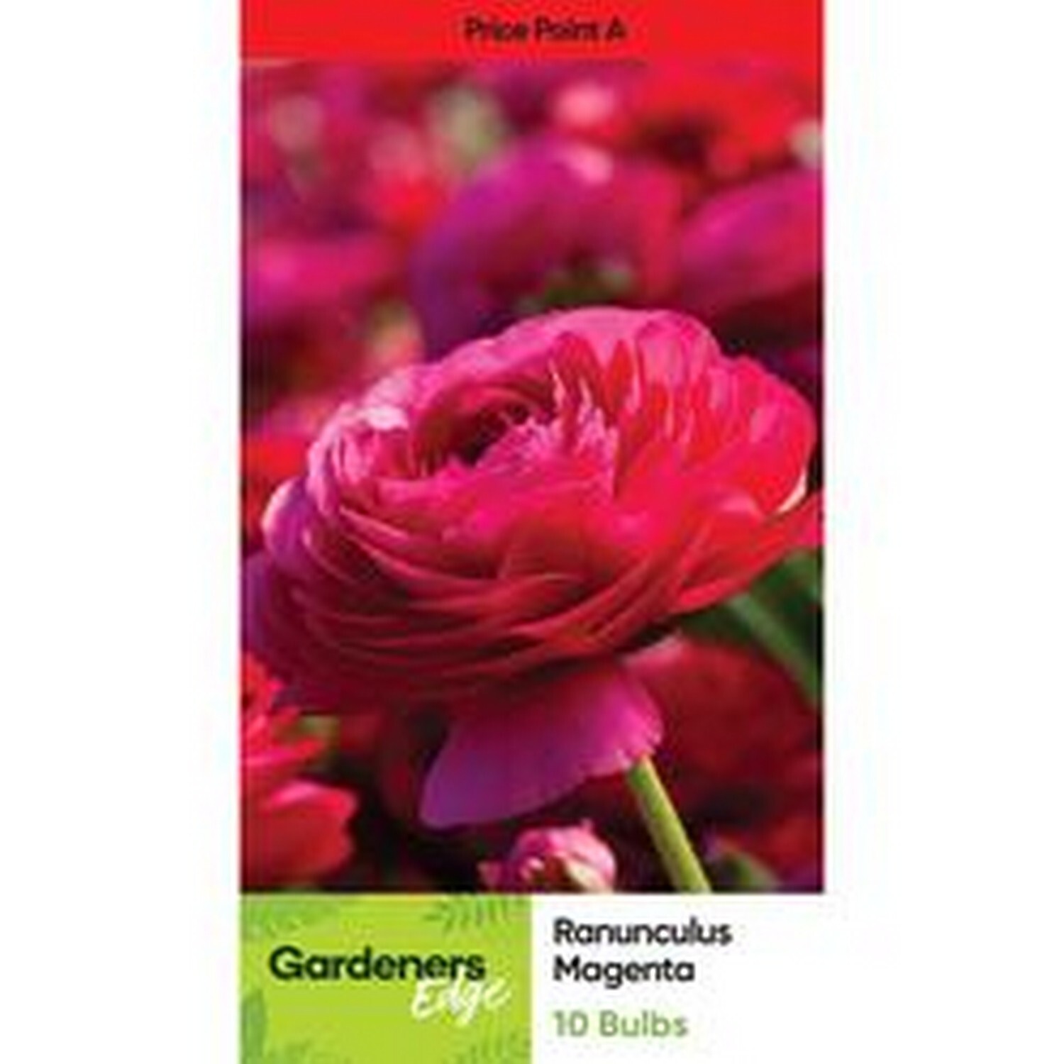 Gardeners Edge | Ranunculus 'Magenta' Pack of 10 Deep Red. | Mitre10
