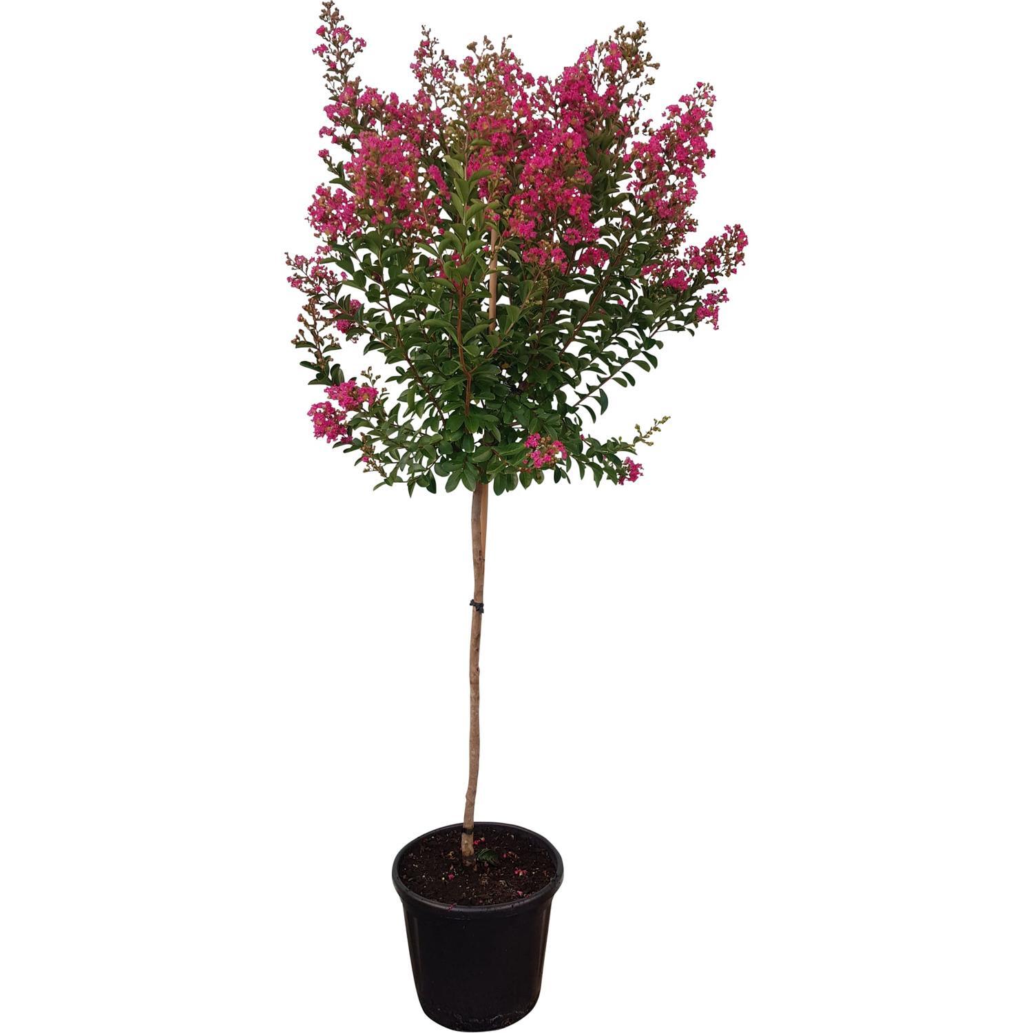 Landscape Stars | Lagerstroemia indica Bergerac 30 litres | Mitre10
