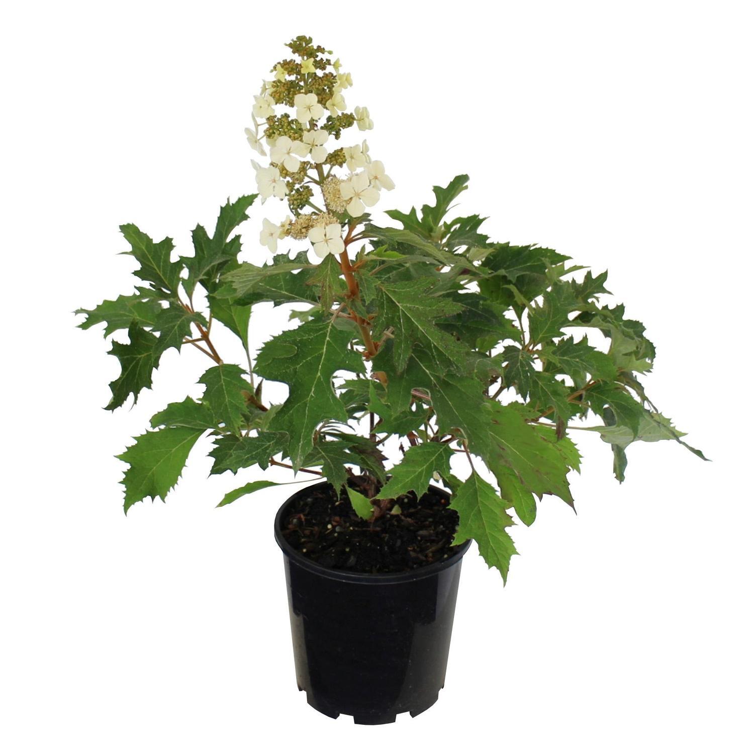 Hydrangea Ice Crystal 3.3 litre | Mitre10