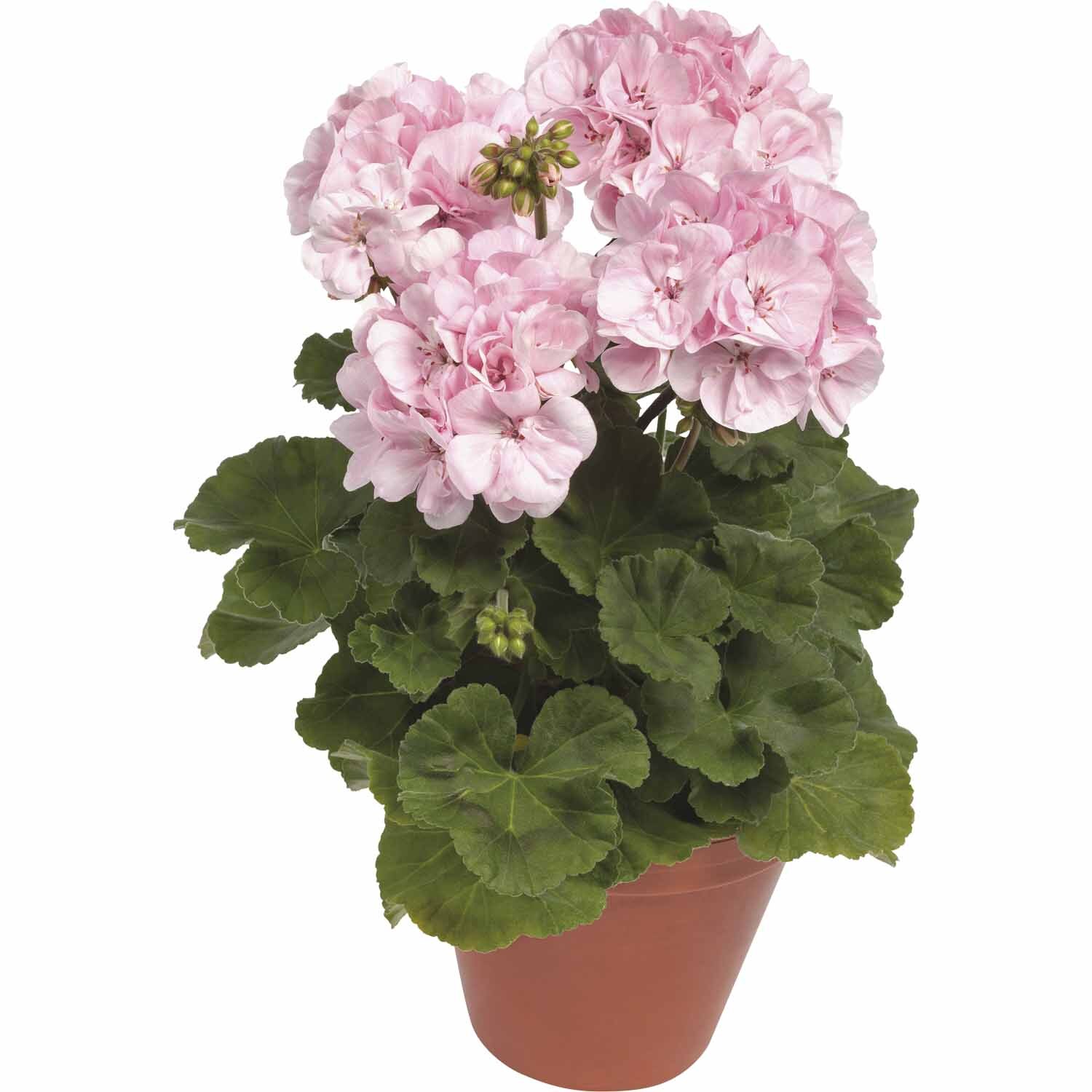 PAC | Geranium Pac Dark Delight 150mm | Mitre10