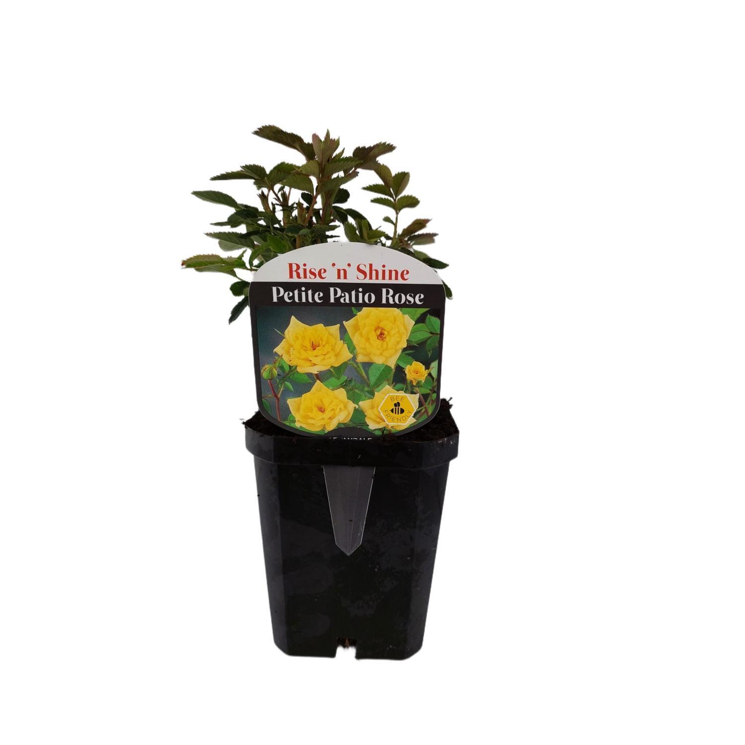Rose Patio Rise N Shine | Patio Roses