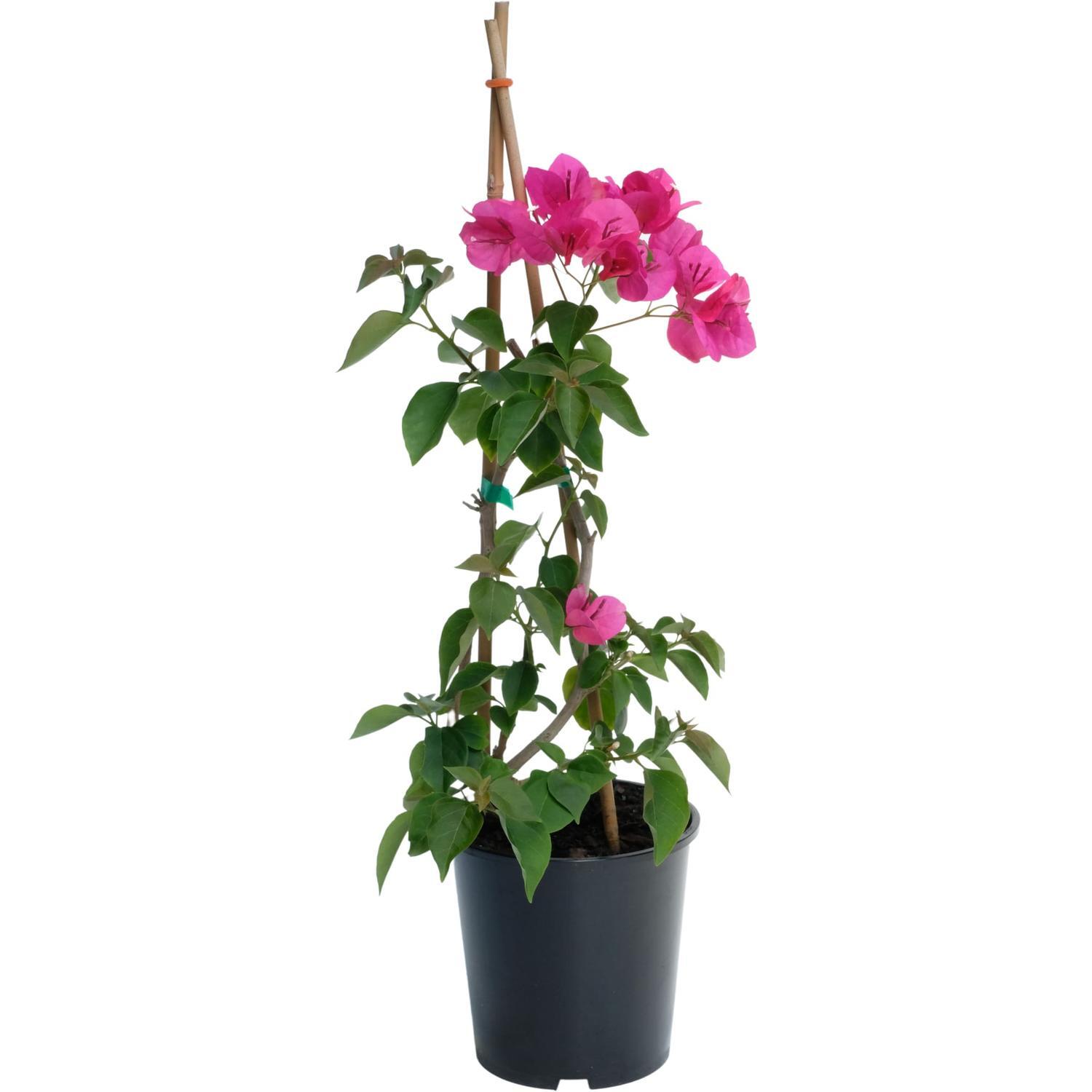 Bougainvillea Red Zed 2 litre | Mitre10