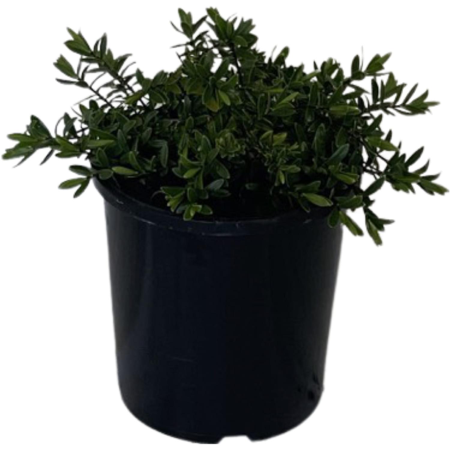 Hebe Louis 2.4 litre Green | Mitre10