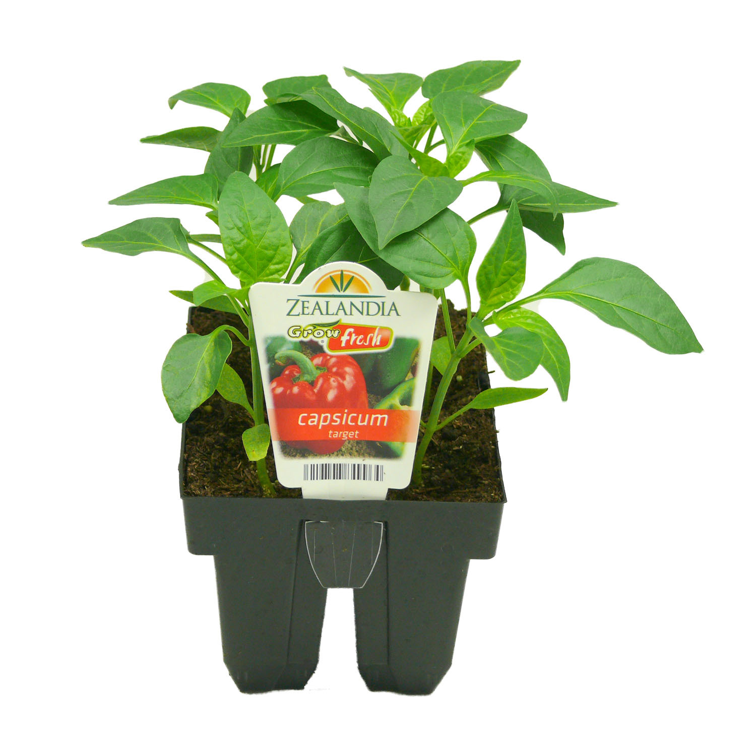 Growfresh | Capsicum Target Pack of 6 | Mitre10