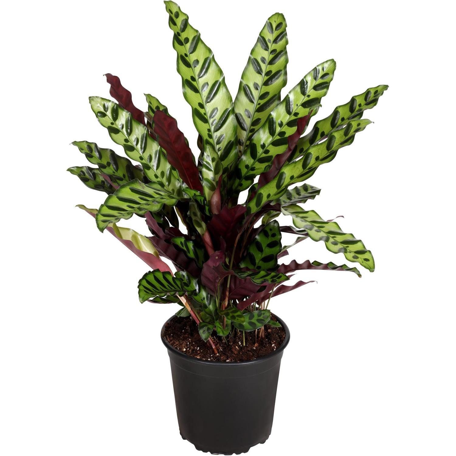 Gellerts | Calathea Insignis | Mitre10
