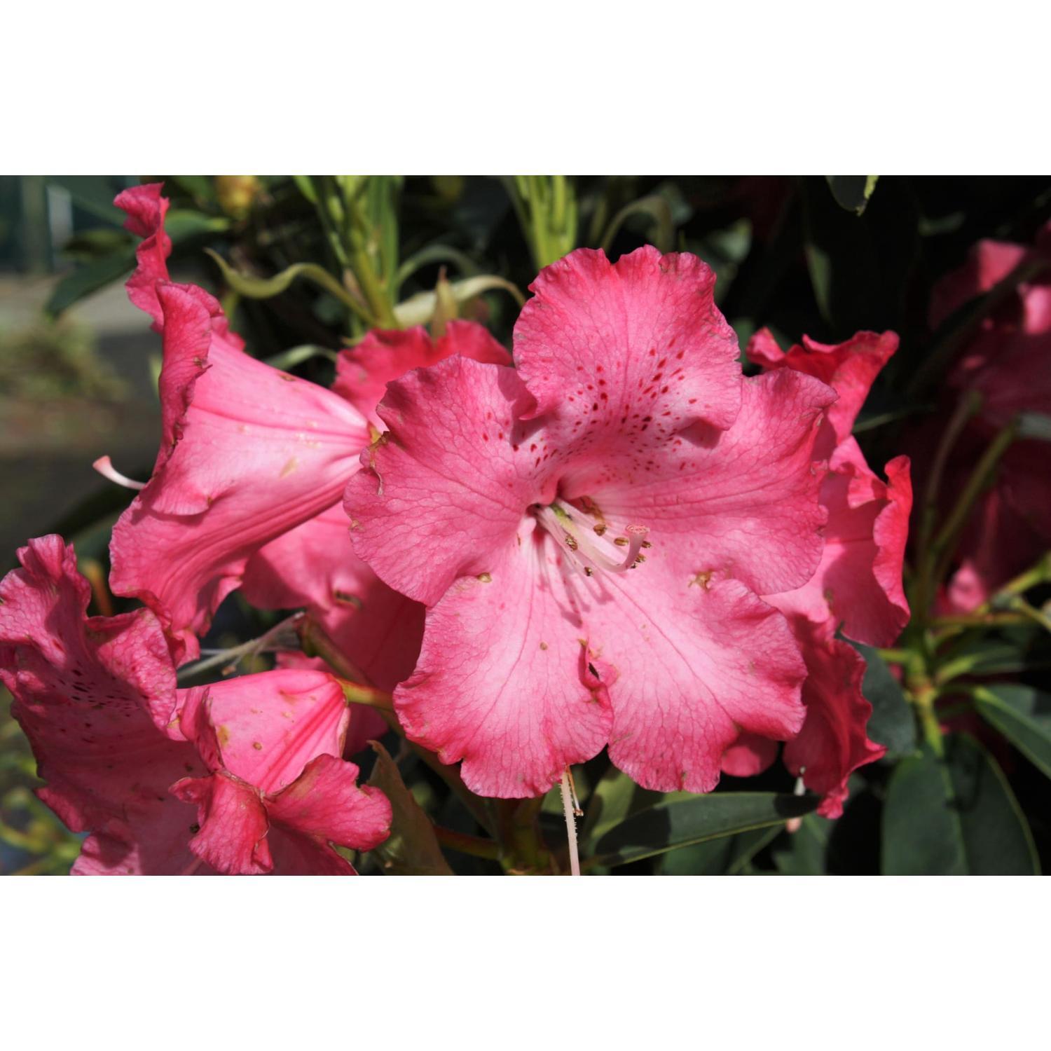 Rhododendron Jean Marie de Montague 6 litre Scarlet | Mitre10