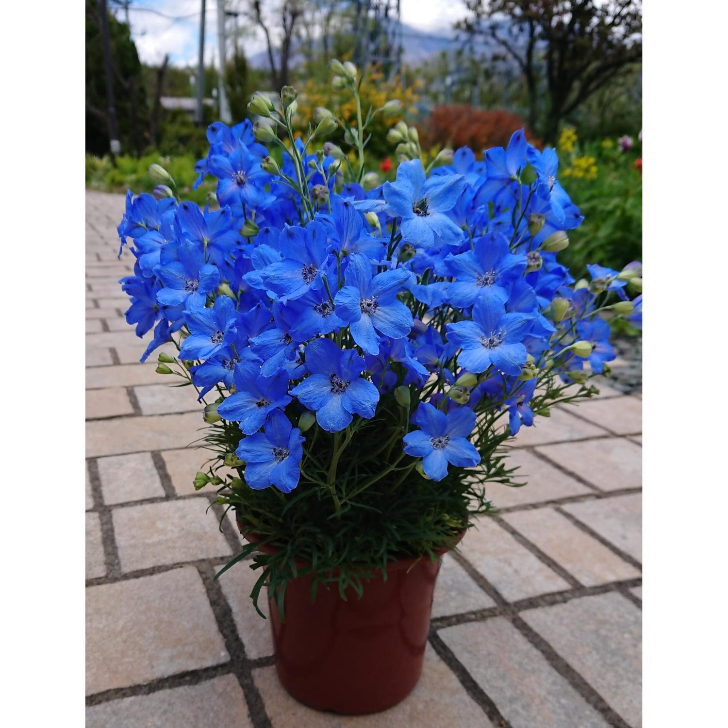 Delphinium Cheer | Spring & Summer Perennials
