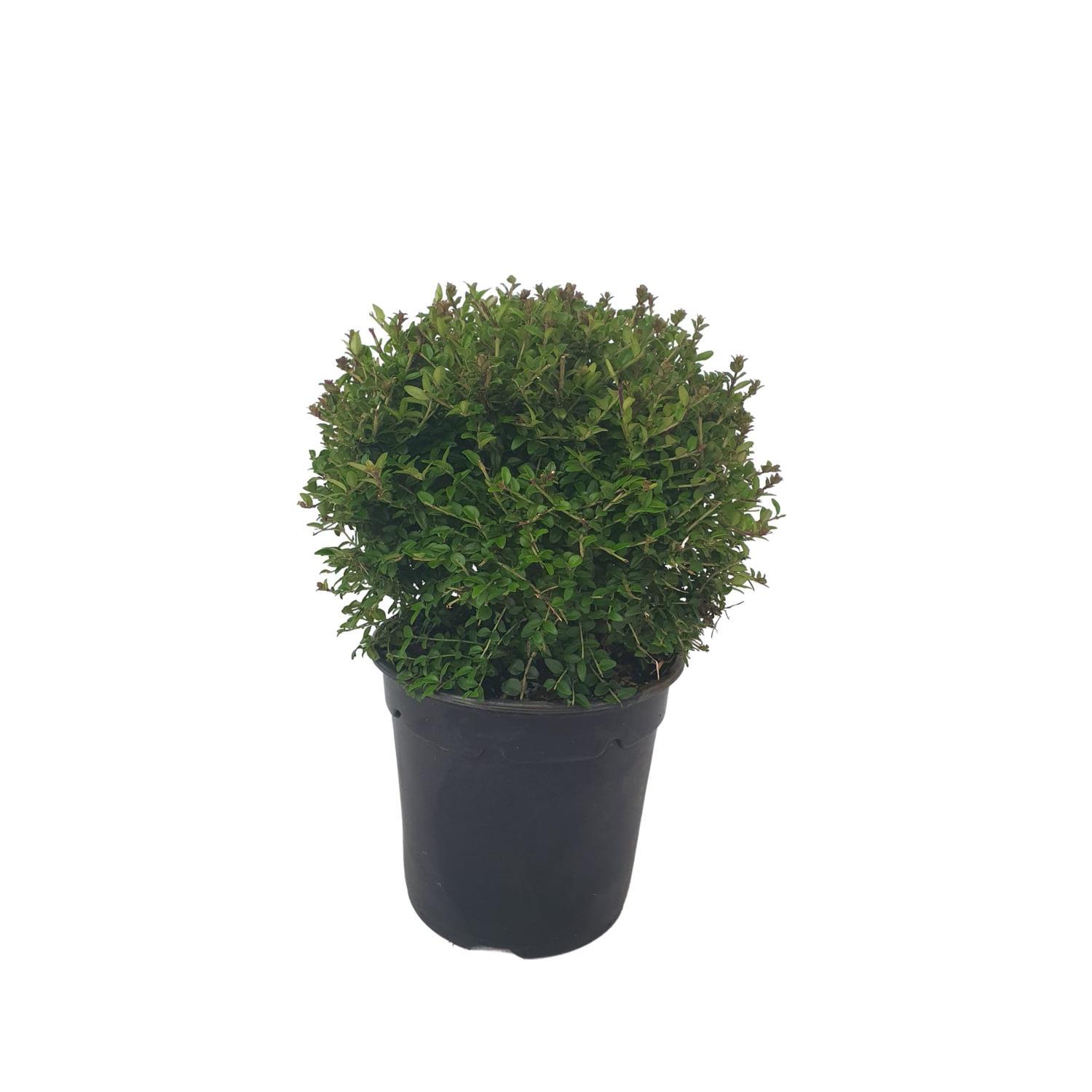Lonicera Nitida | Standard & Topiaries