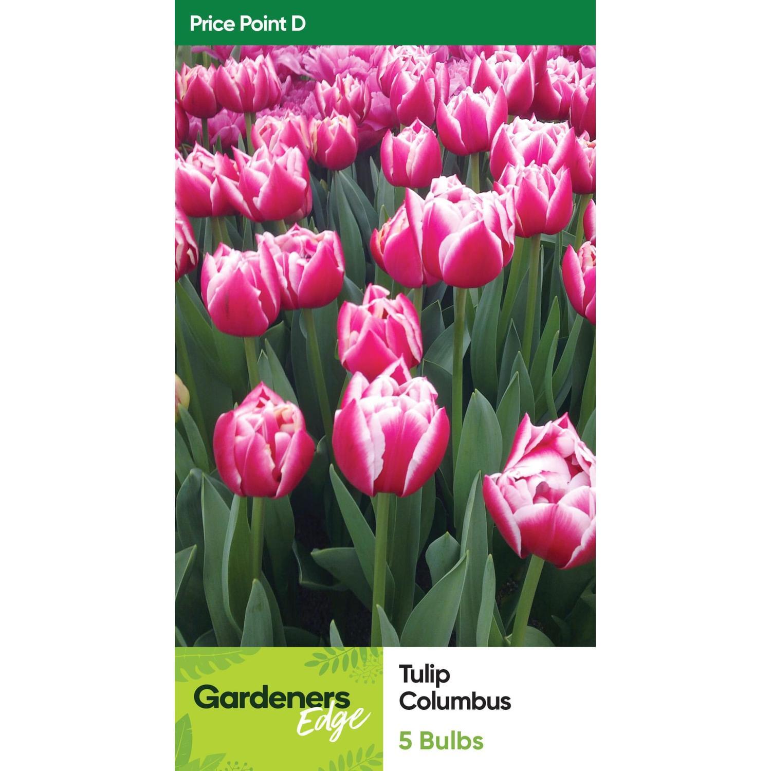 Gardeners Edge | Tulip Double 'Columbus' Pack of 5 Pink/White | Mitre10
