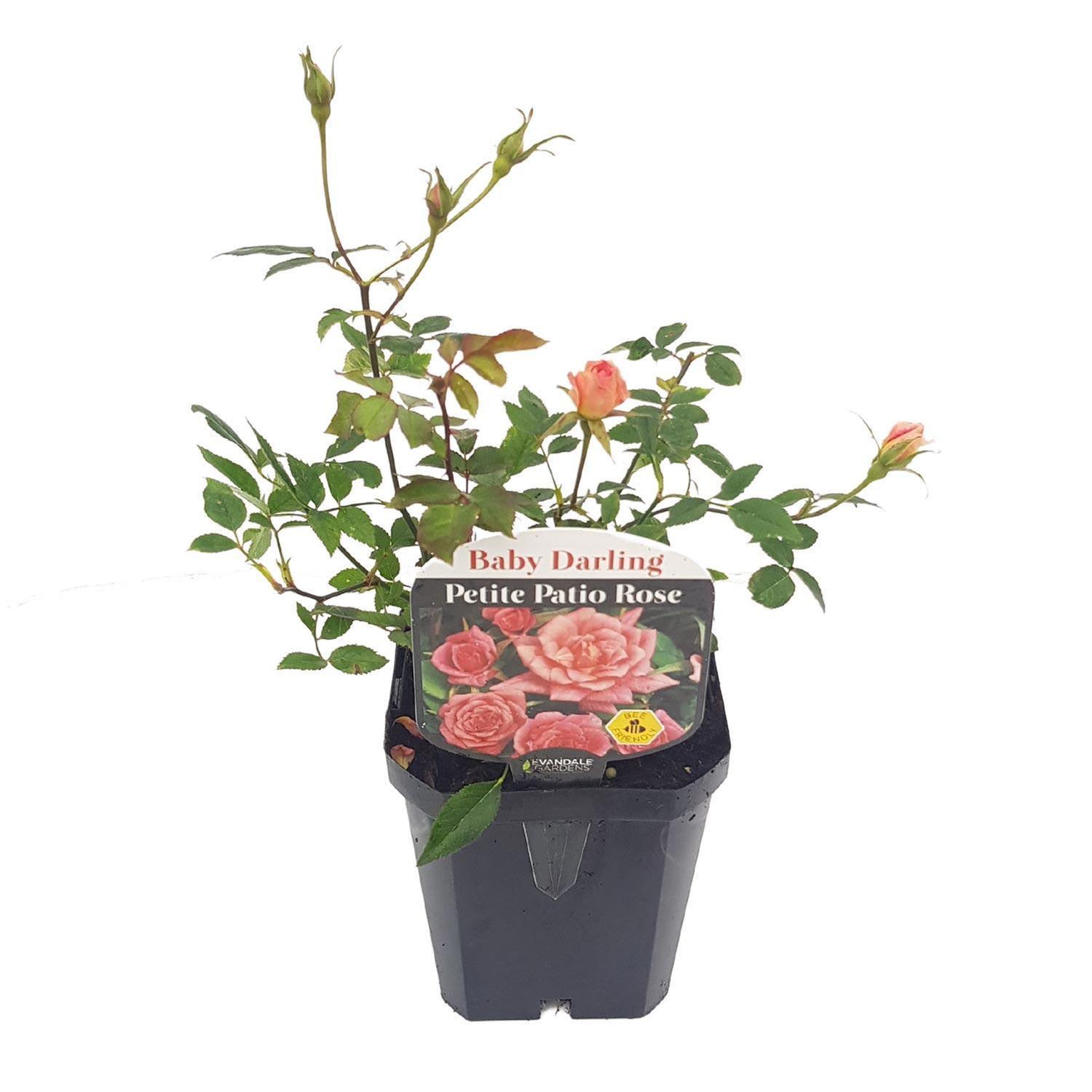 Patio Rose Baby Darling 1 litre Apricot-Pink | Mitre10
