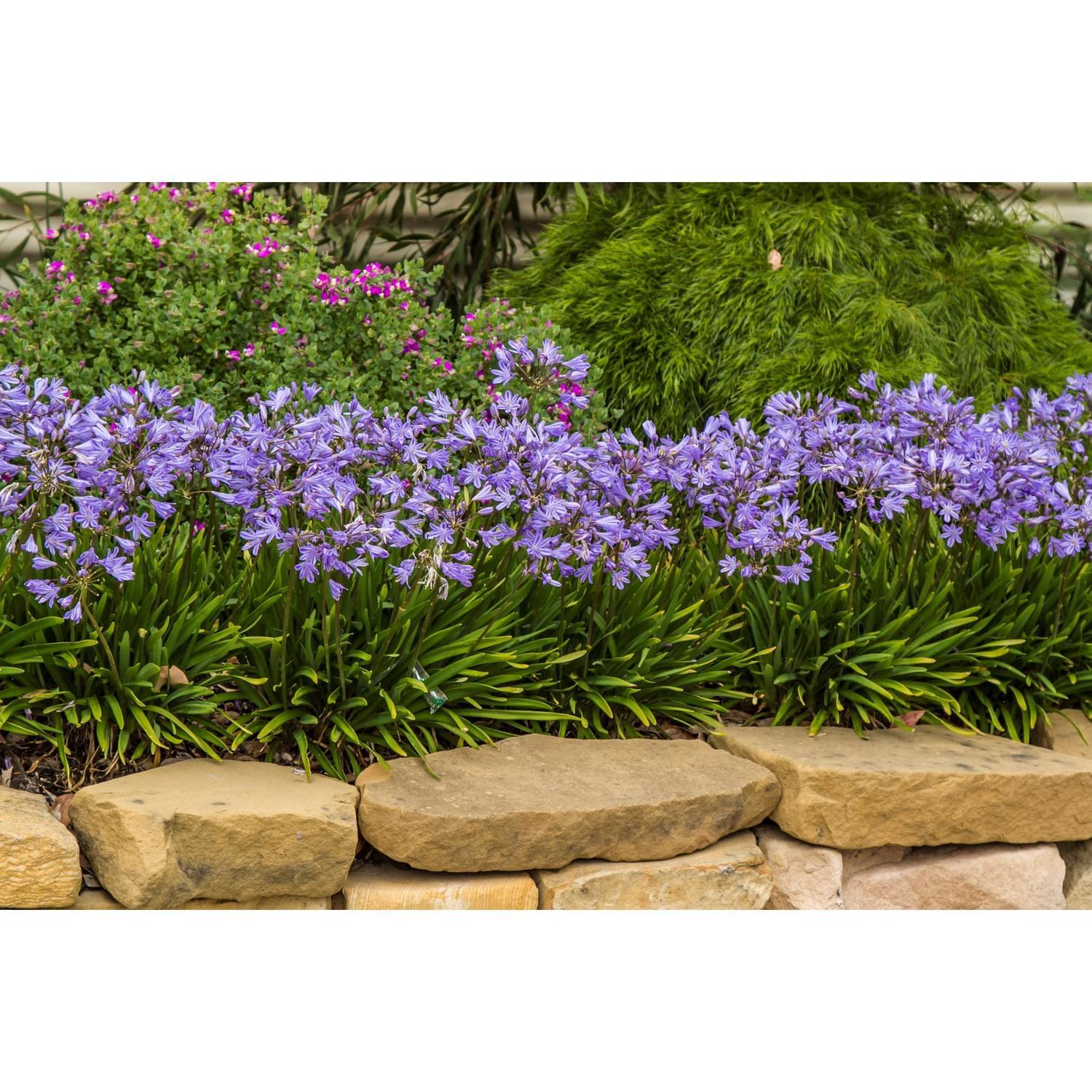 Agapanthus Baby Pete | Ground Cover Flowers
