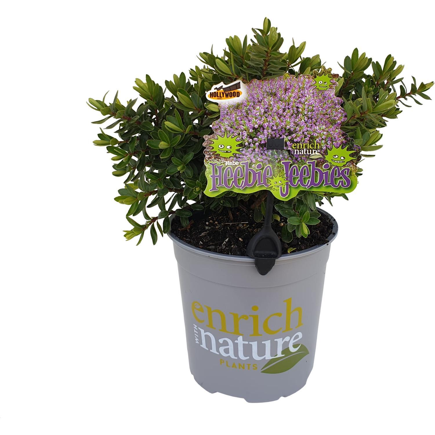 Hebe Heebie Jeebies 2.4 litre Green | Mitre10