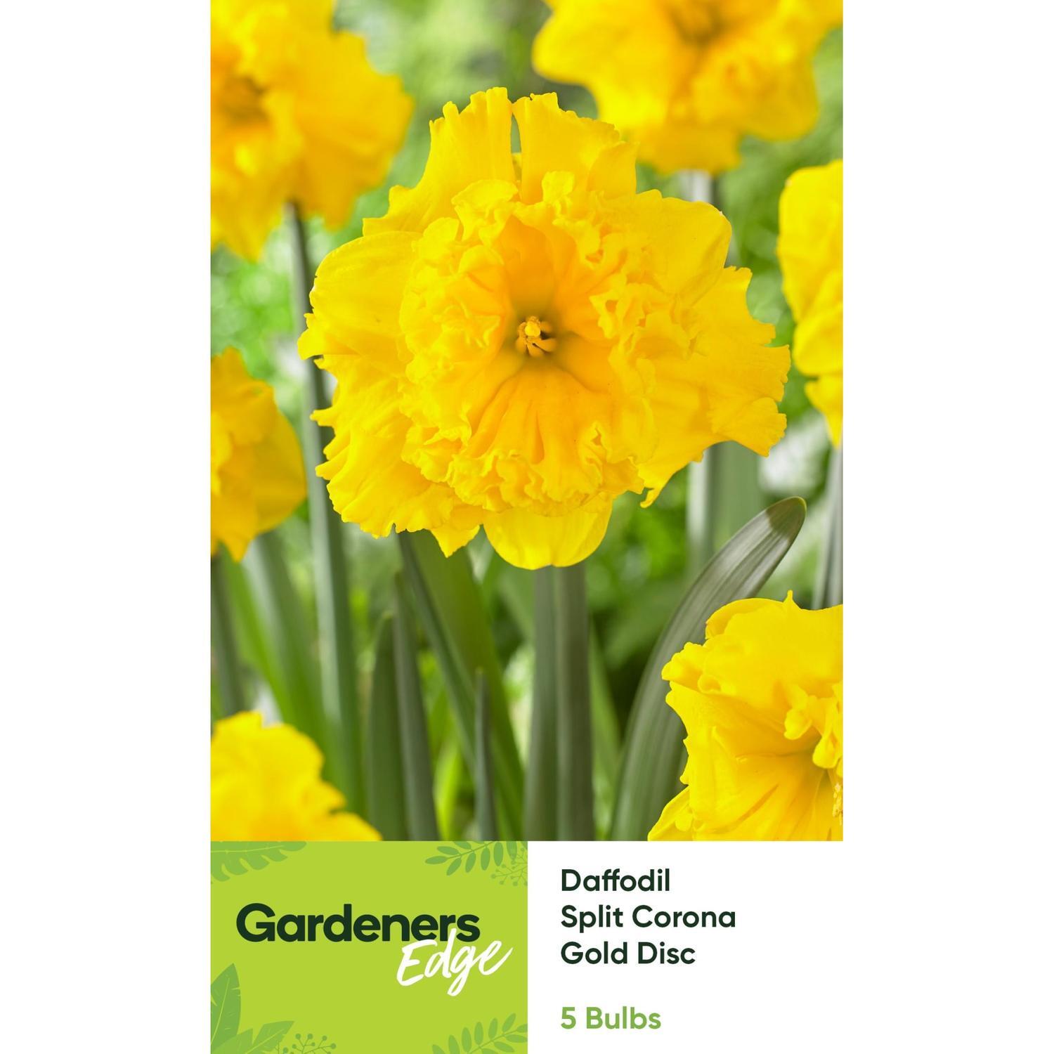 Gardeners Edge | Daffodil Corona Gold Disc 5 Pack | Mitre10