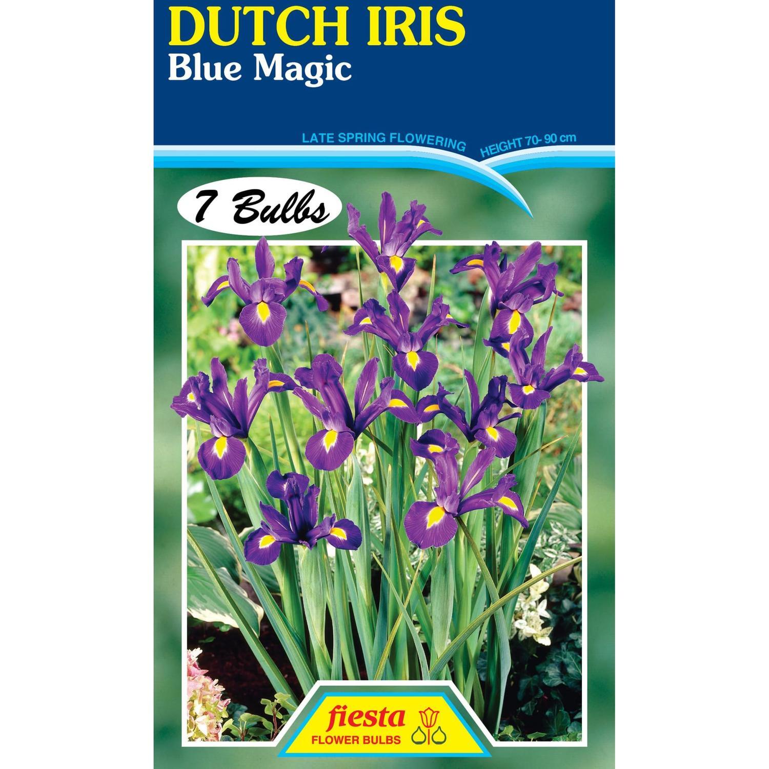 Fiesta | Dutch Iris Blue Magic 7 Pack | Mitre10