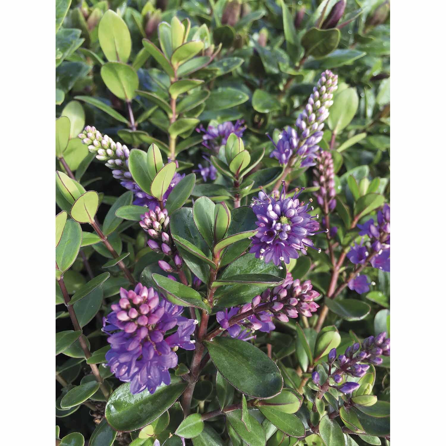 Hebe George 2 Litre Royal Blue | Mitre10